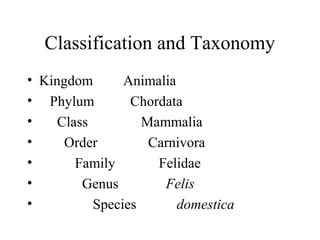 Classification | PPT