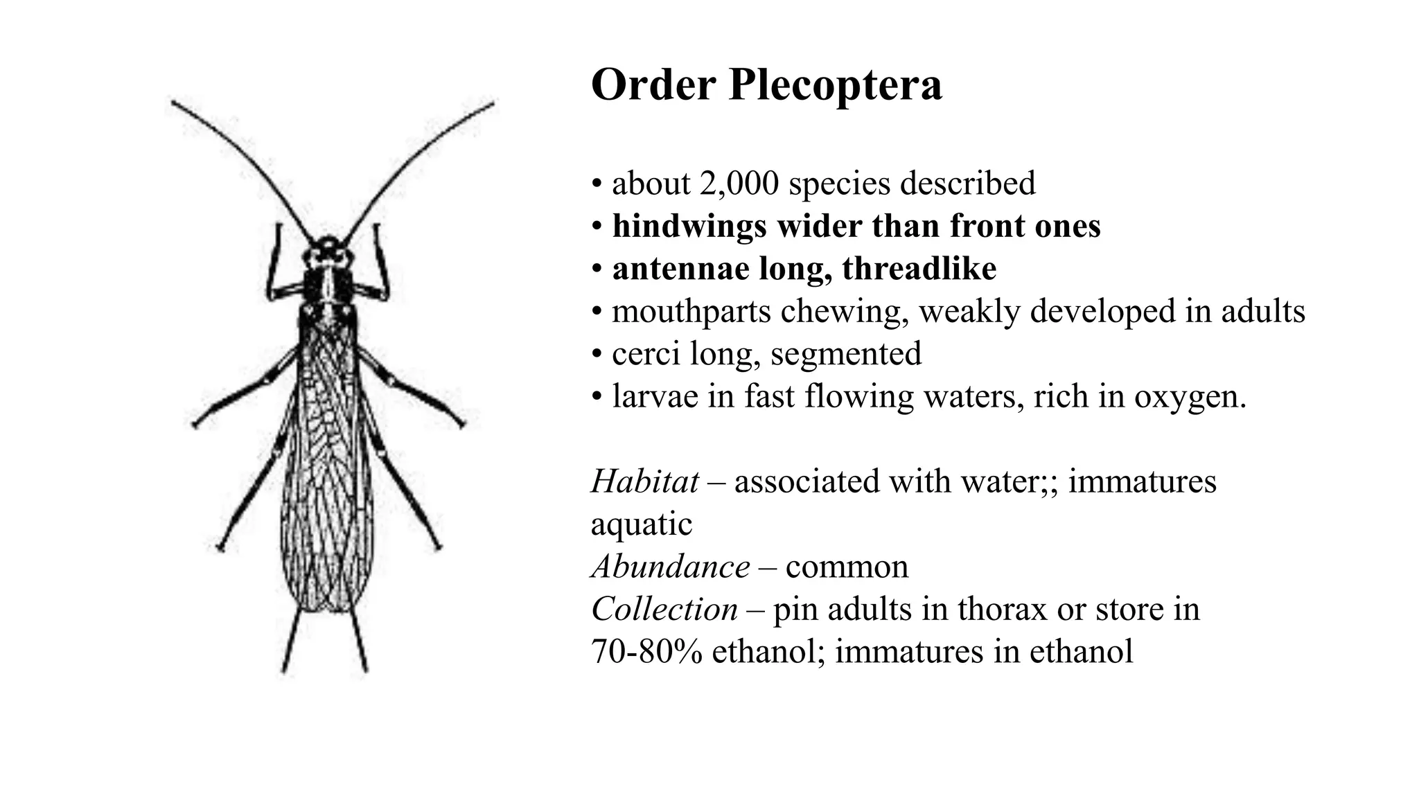insect taxonomy importance systematics and classification | PPTX