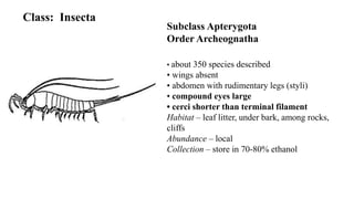 insect taxonomy importance systematics and classification | PPTX