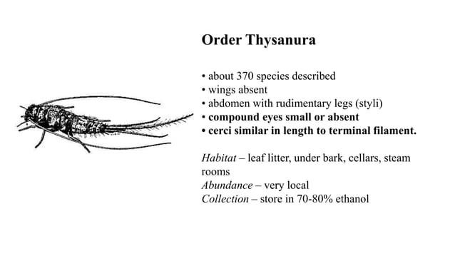 insect taxonomy importance systematics and classification | PPTX ...