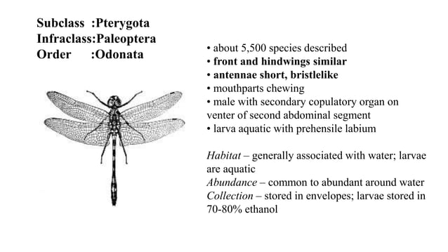 insect taxonomy importance systematics and classification | PPTX ...