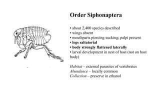 insect taxonomy importance systematics and classification | PPTX