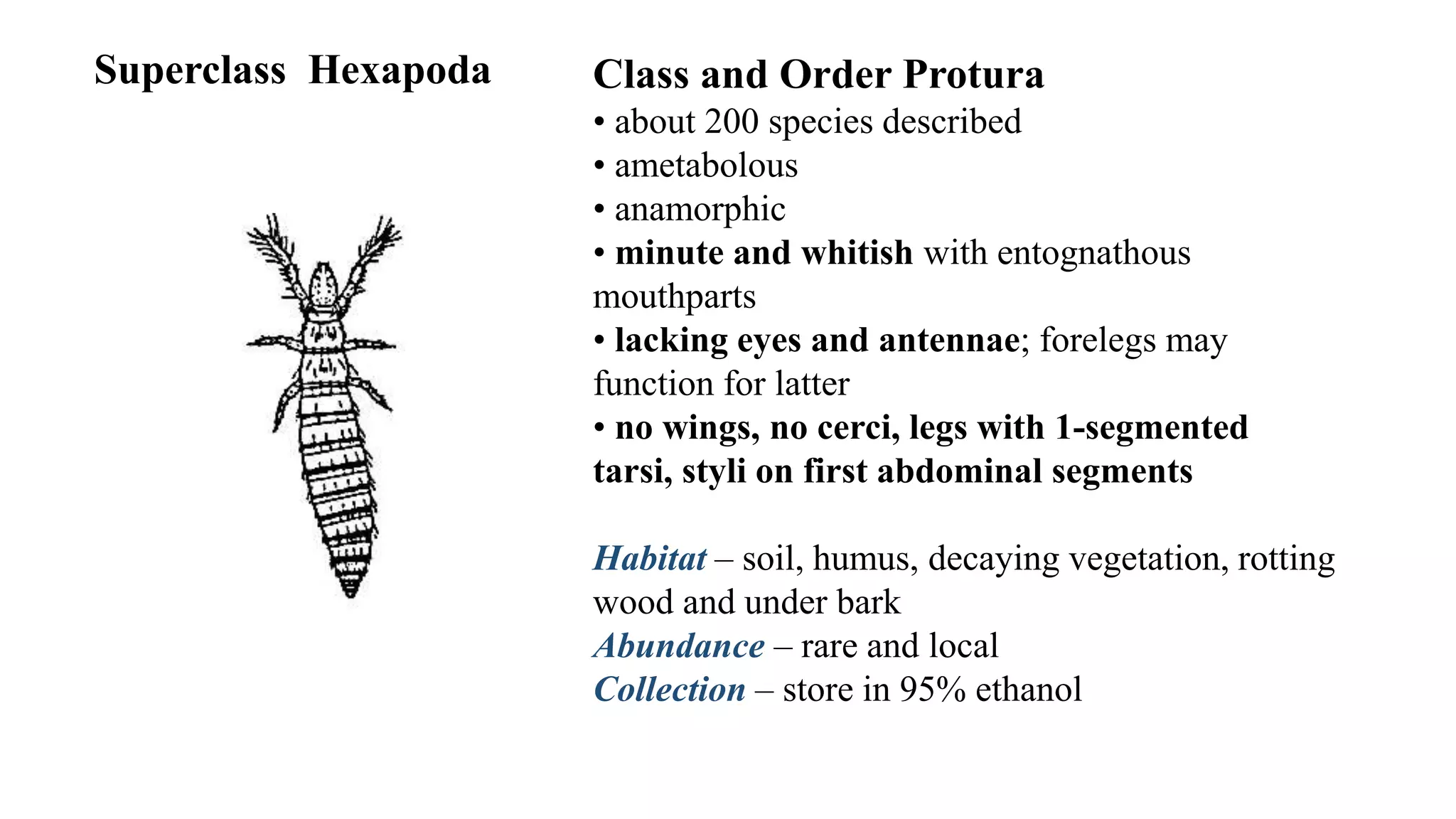 Development of Insects classification | PPTX