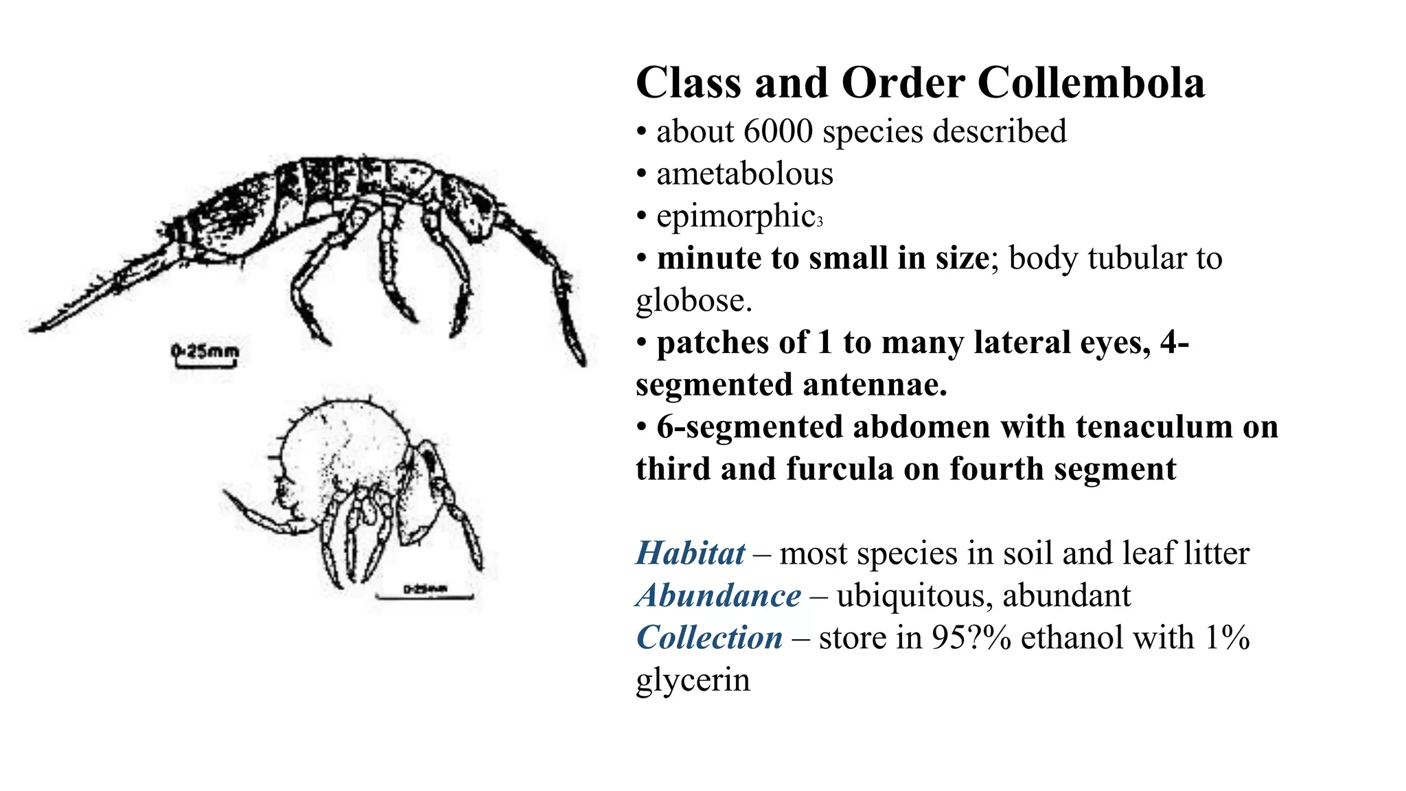 Development of Insects classification | PPTX