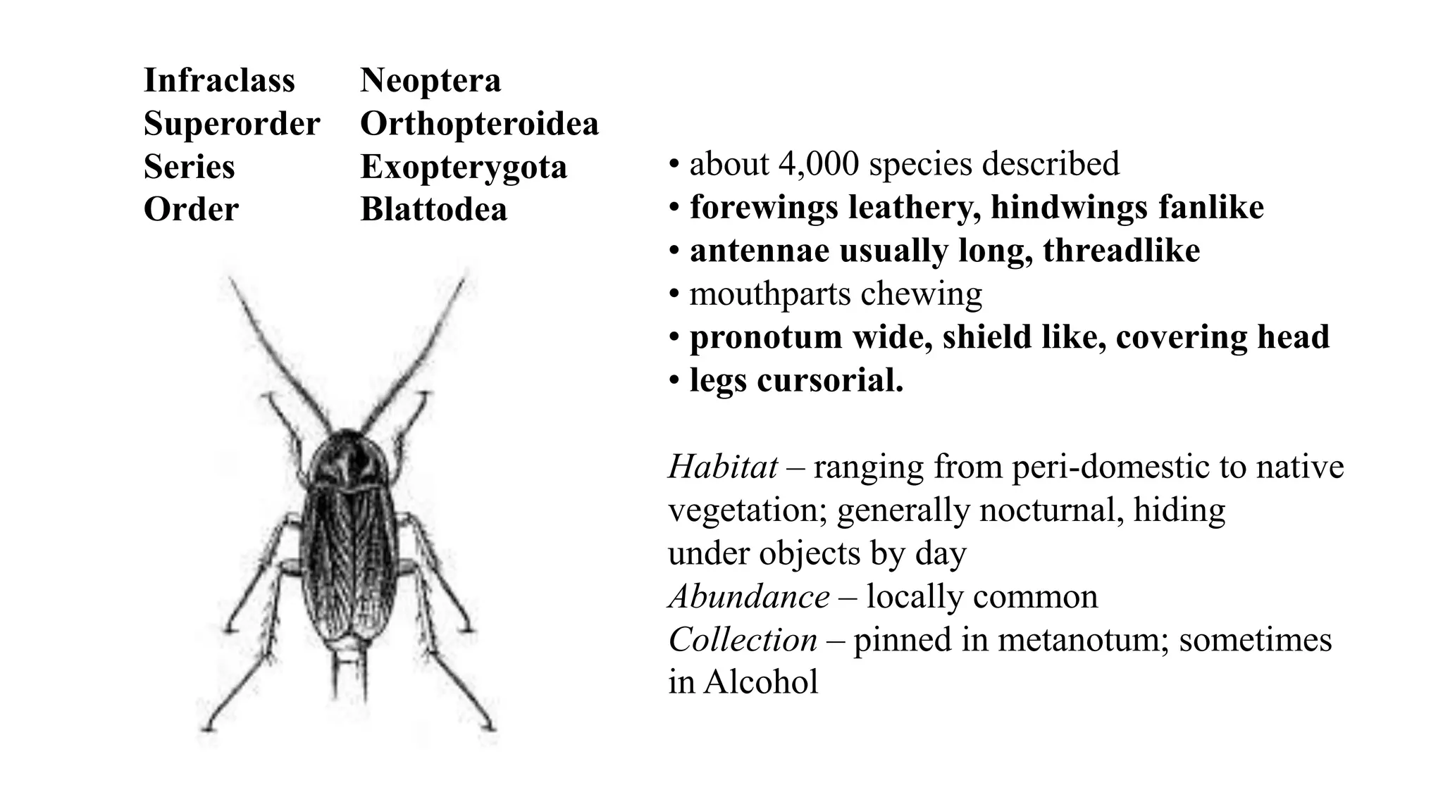 Development of Insects classification | PPTX