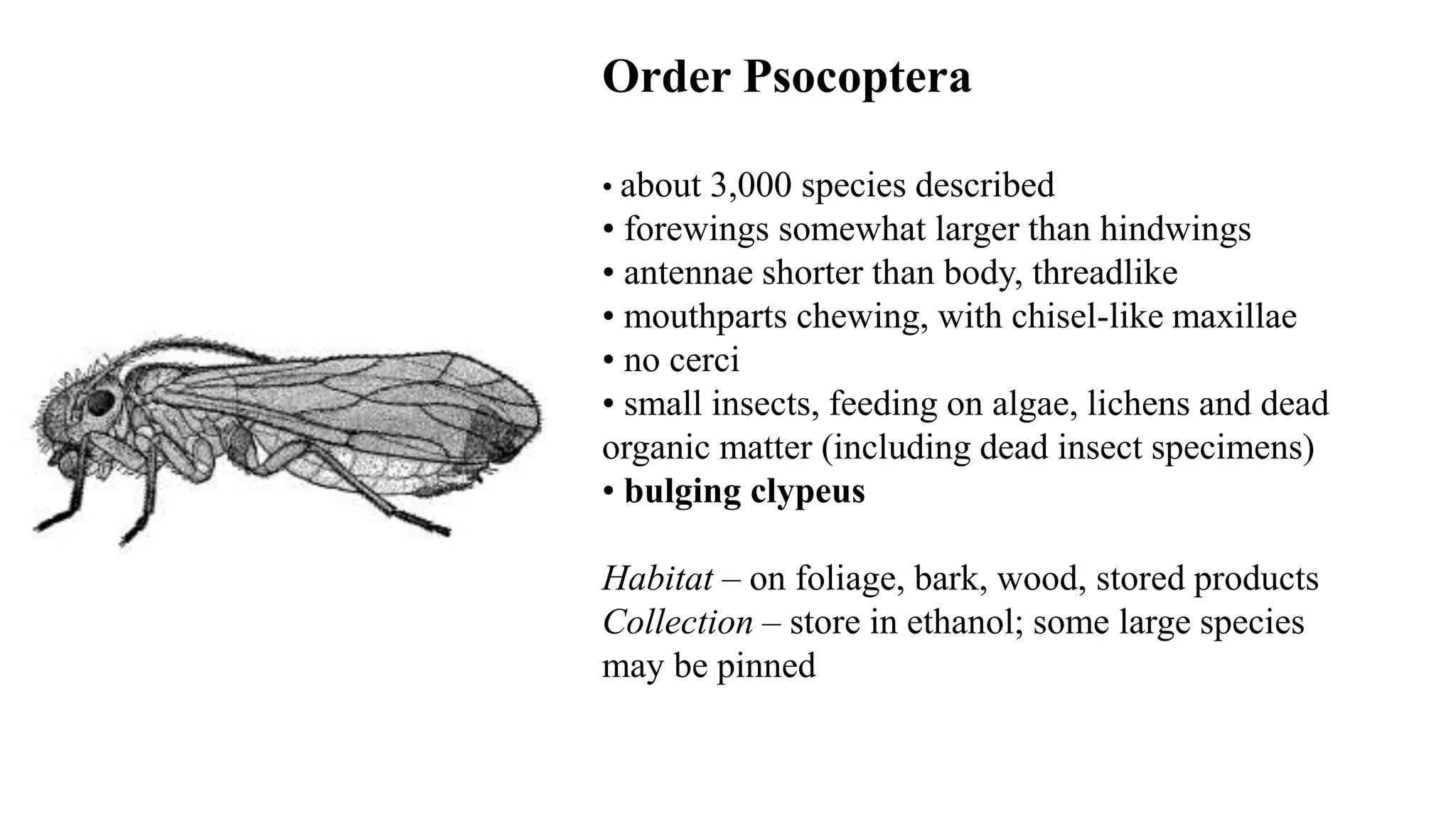 Development of Insects classification | PPTX