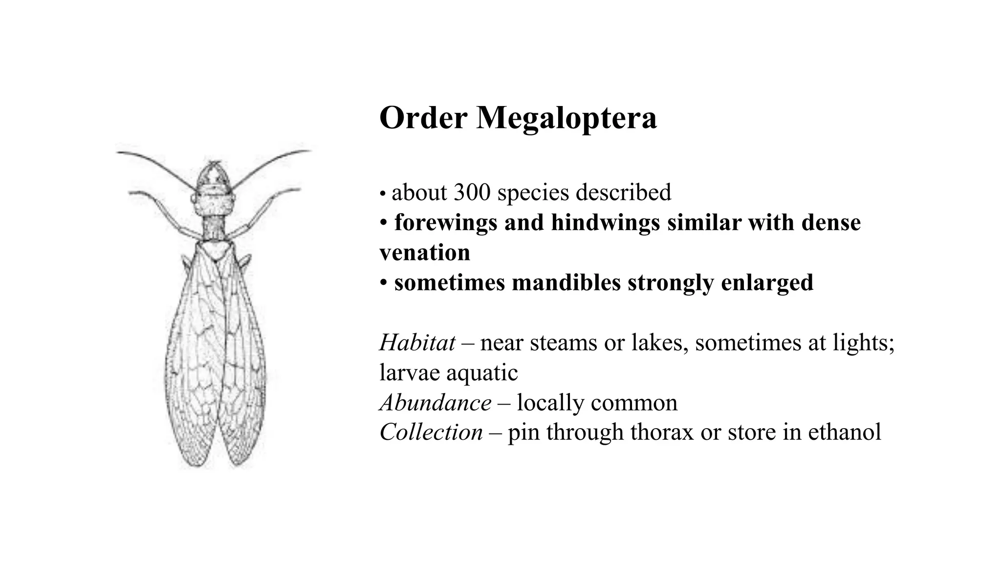 Development of Insects classification | PPTX