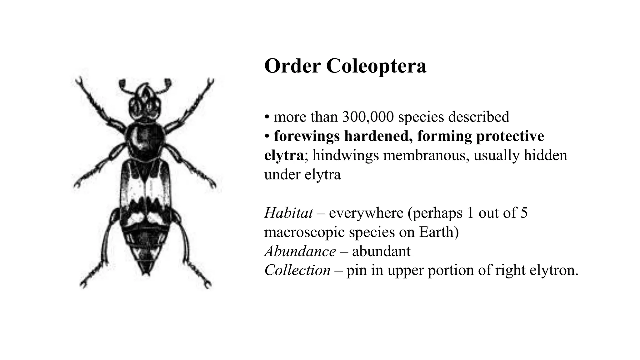 Development of Insects classification | PPTX