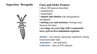 Development of Insects classification | PPTX