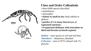 Development of Insects classification | PPTX