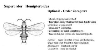 Development of Insects classification | PPTX