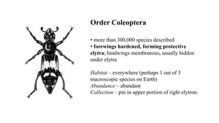 Development of Insects classification | PPTX