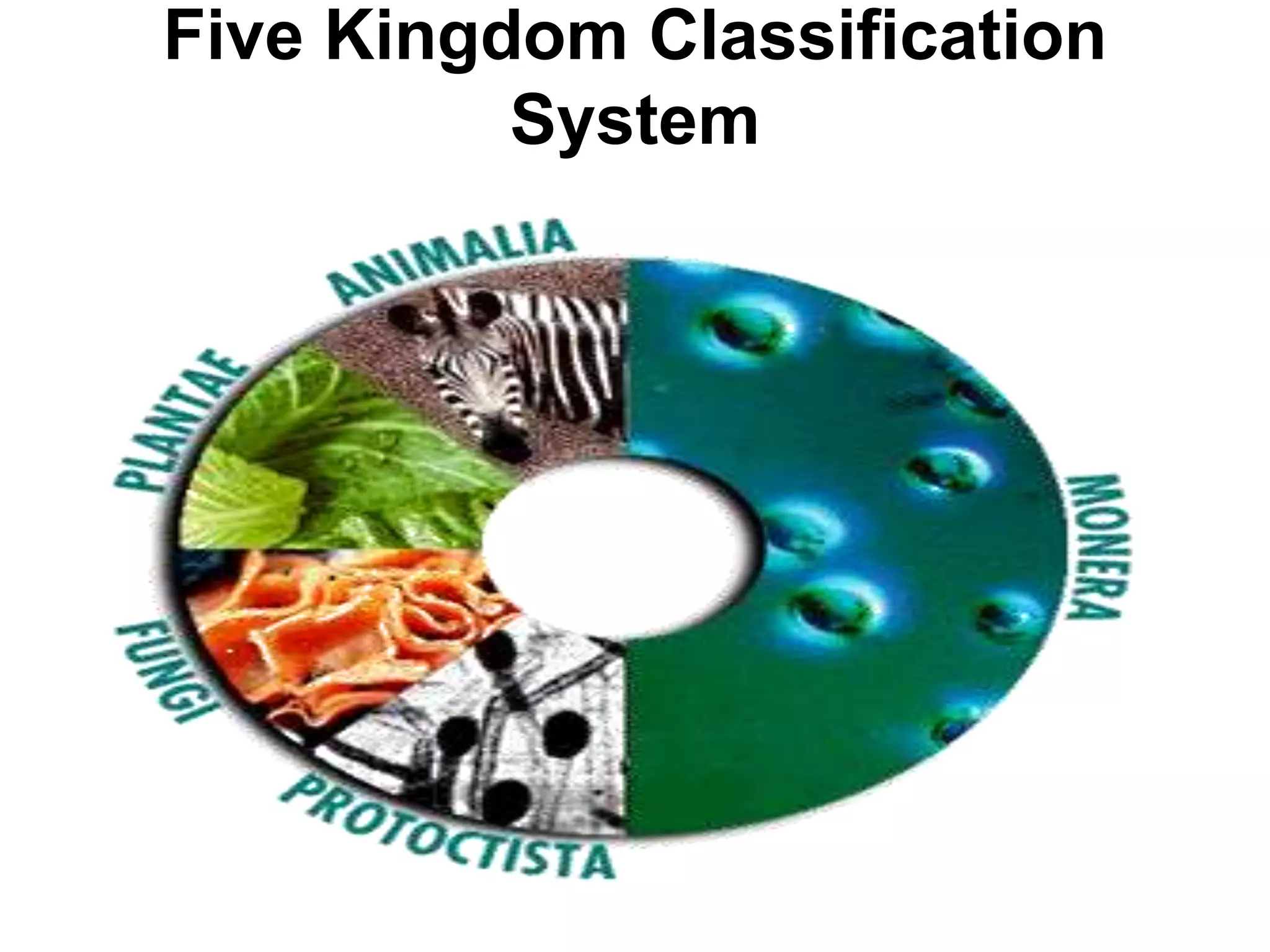 Classification Ppt