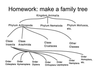 Classification.ppt