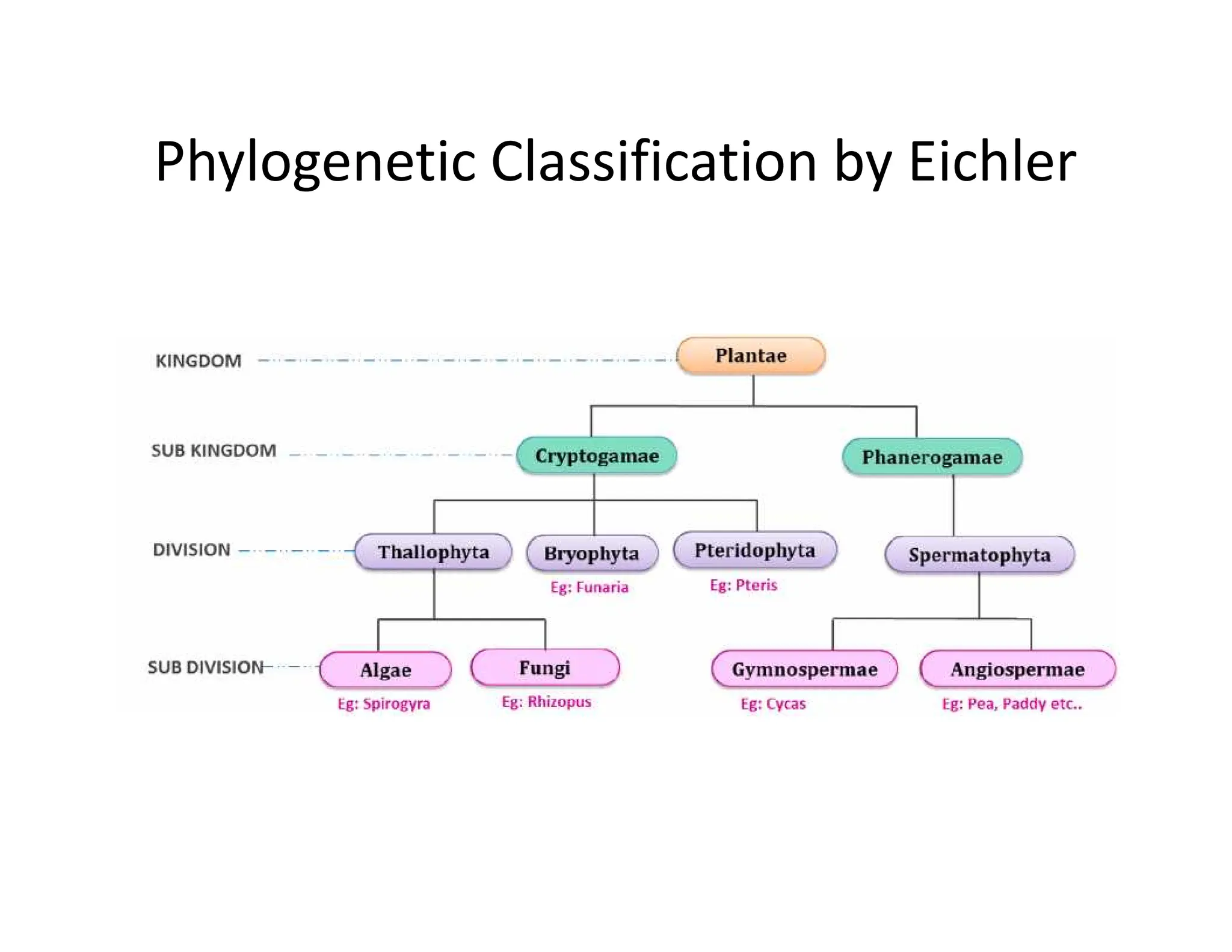 Classification Of kingdom including life.pdf