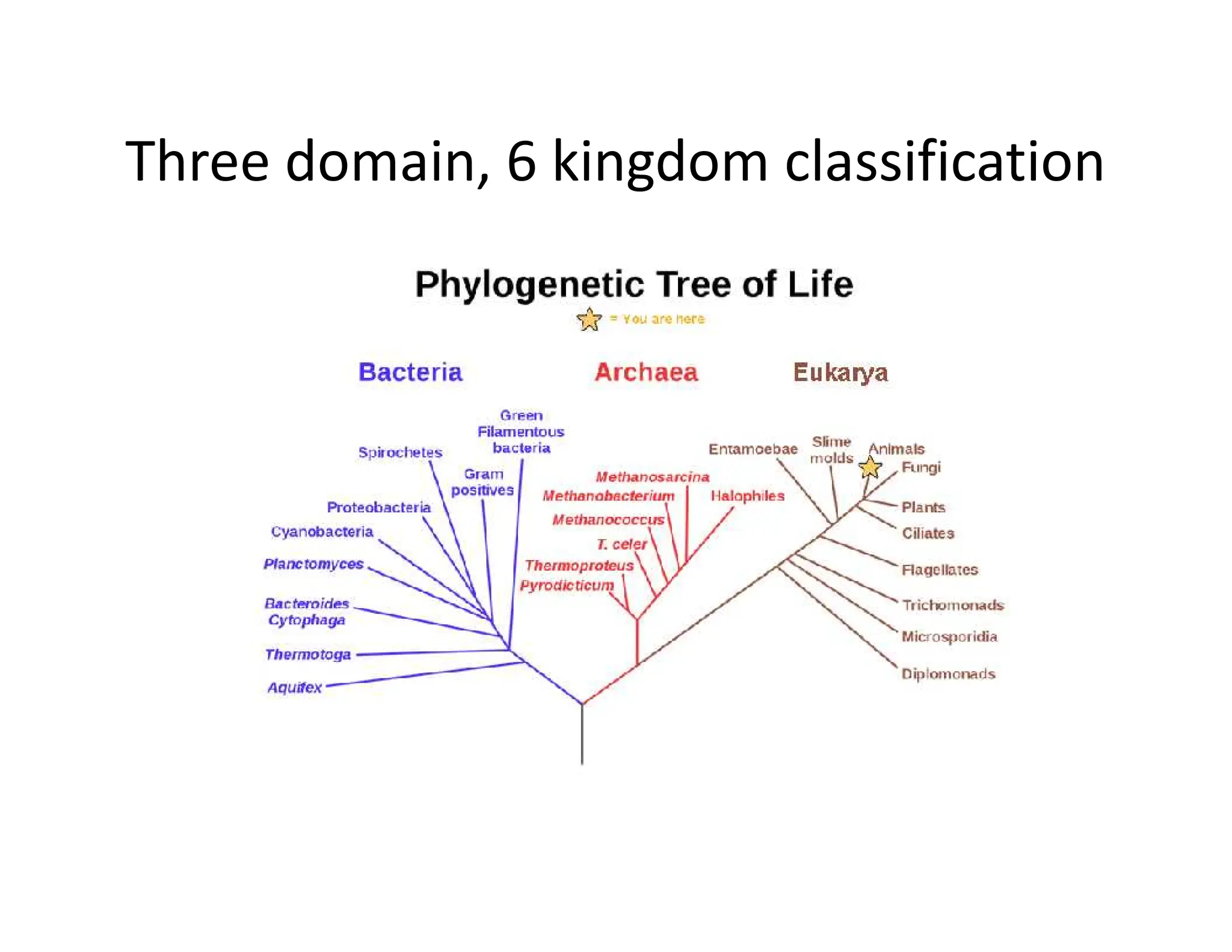 Classification Of kingdom including life.pdf