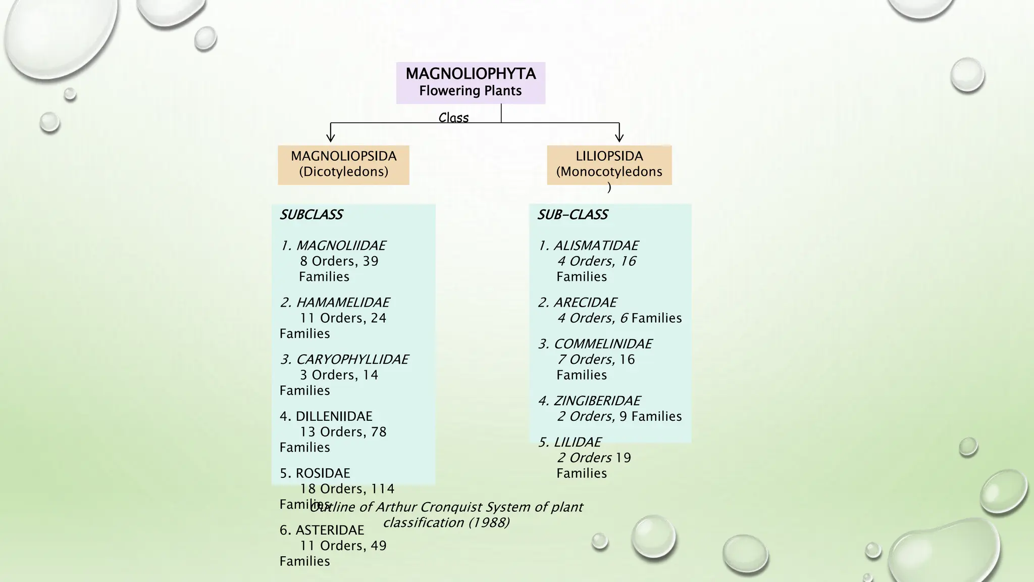 Classification systems of Angiosperms.pptx