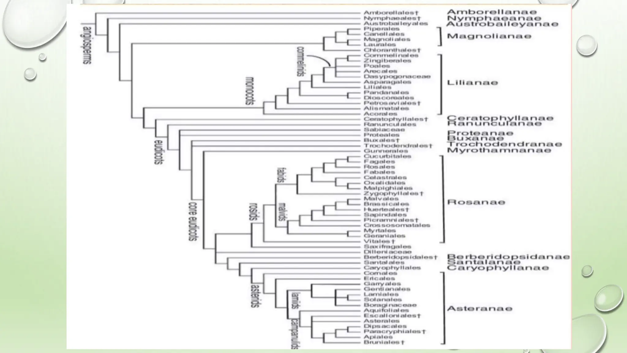 Classification systems of Angiosperms.pptx