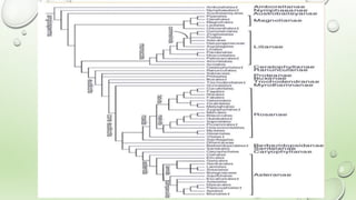 Classification systems of Angiosperms.pptx