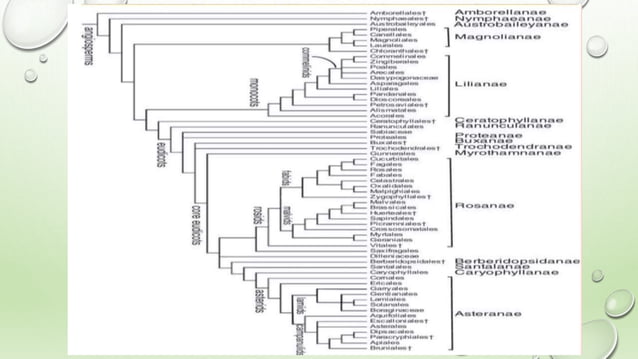 Classification systems of Angiosperms.pptx