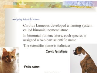 classification.ppt........................ | PPT