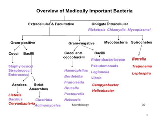 classification.pdf of bacteria various c | PDF