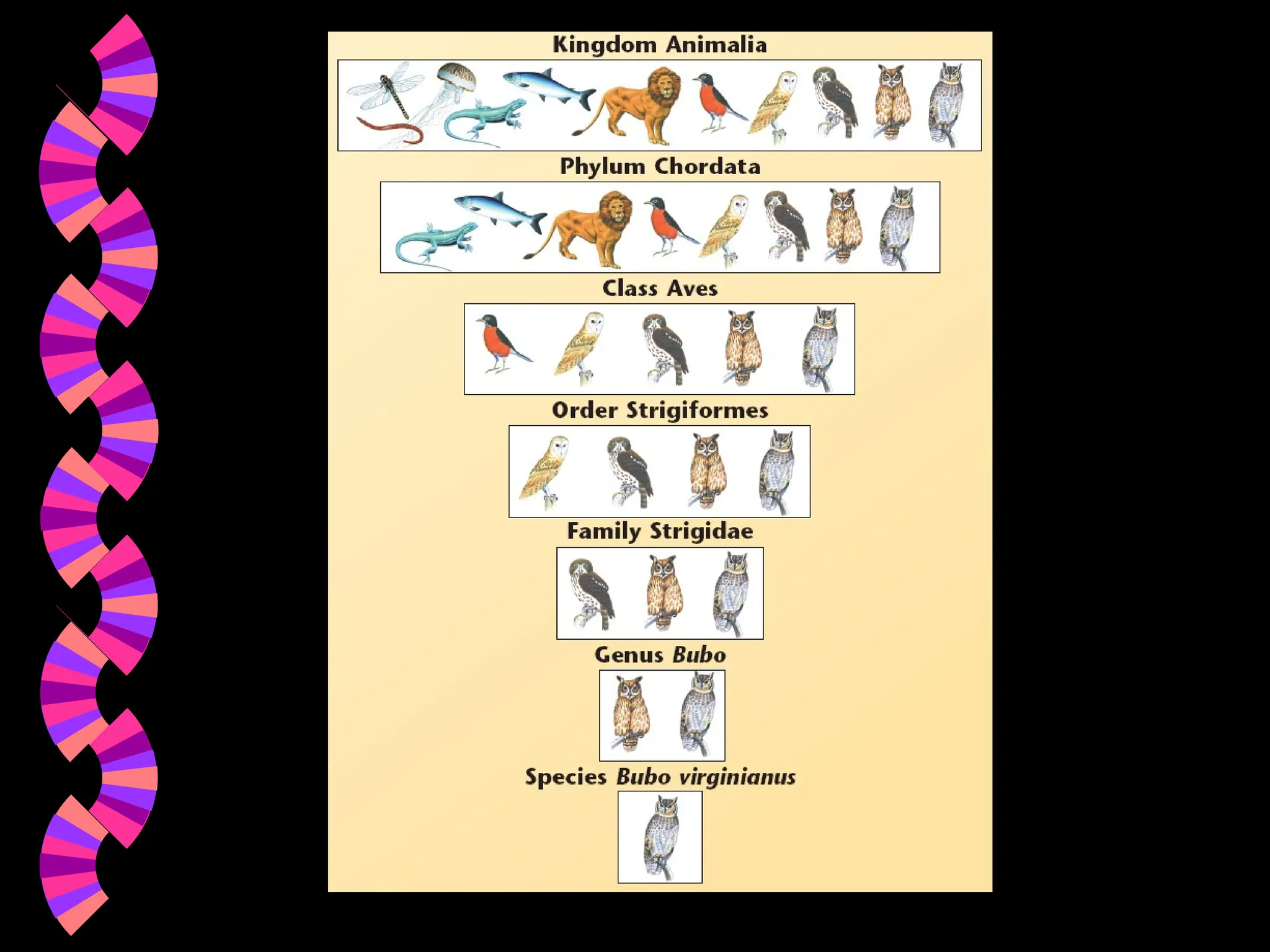 classification.ppt science research task | PPT