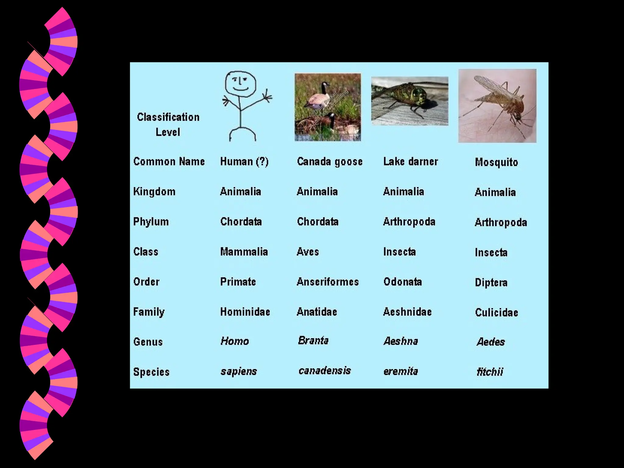 classification.ppt science research task | PPT