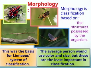 Classification of organisms and evolution.pptx
