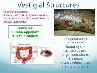 Classification of organisms and evolution.pptx