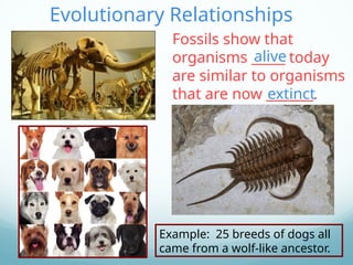 Classification of organisms and evolution.pptx