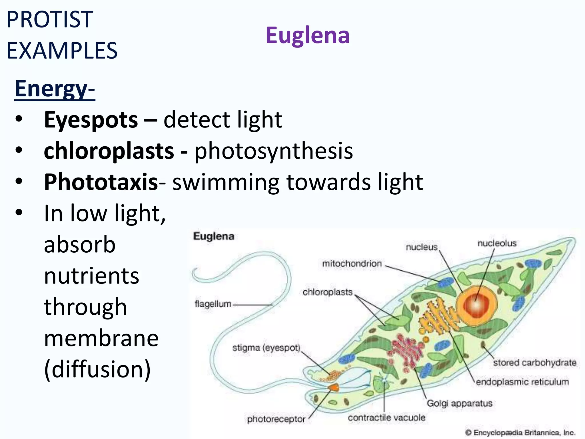 Classification Eukaryotes | PPTX | Biological Sciences | Science