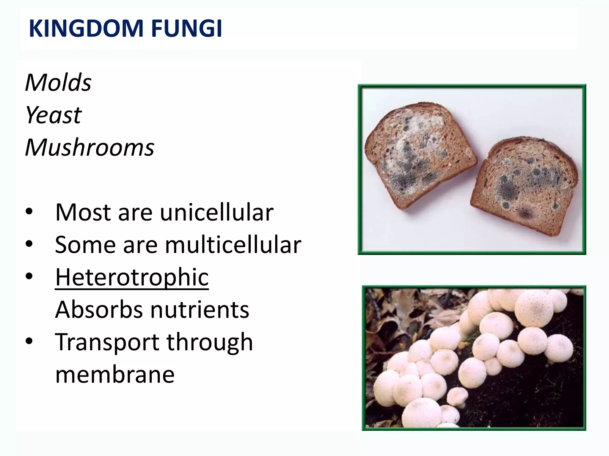 Classification Eukaryotes | PPTX