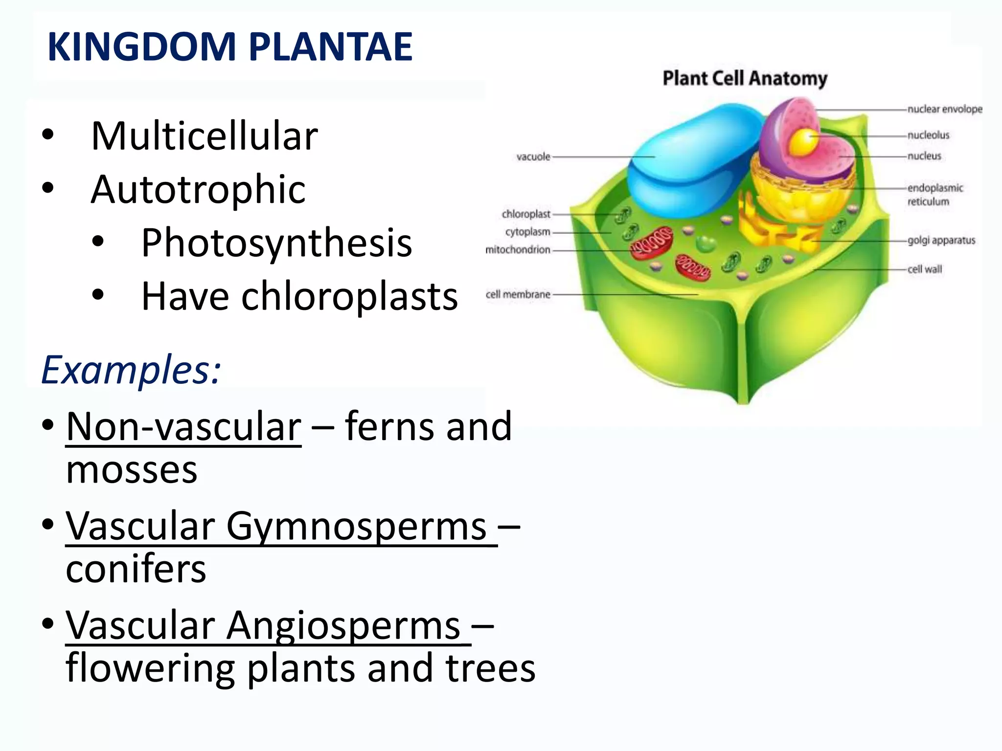Classification Eukaryotes | PPTX