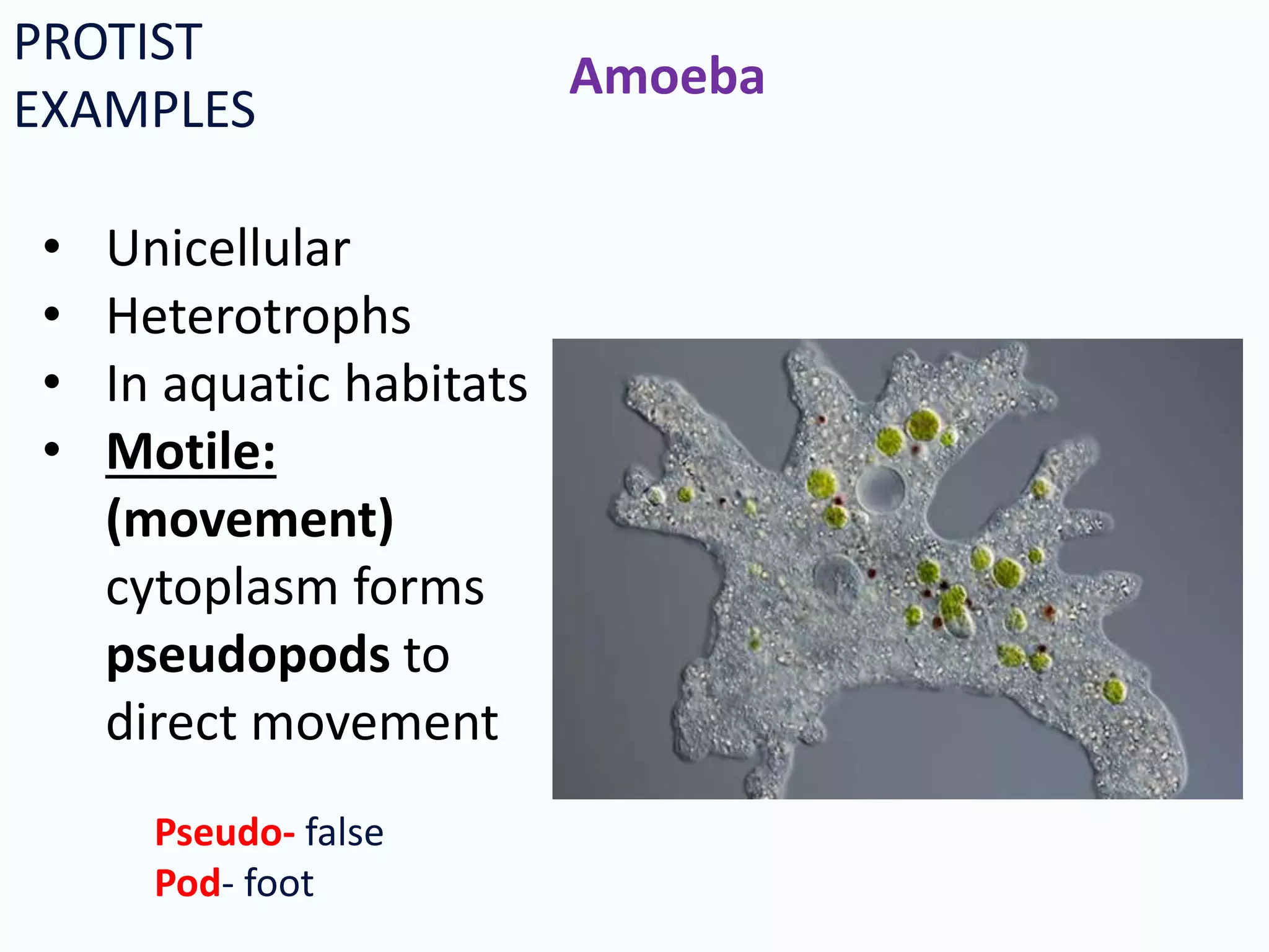 Classification Eukaryotes | PPTX
