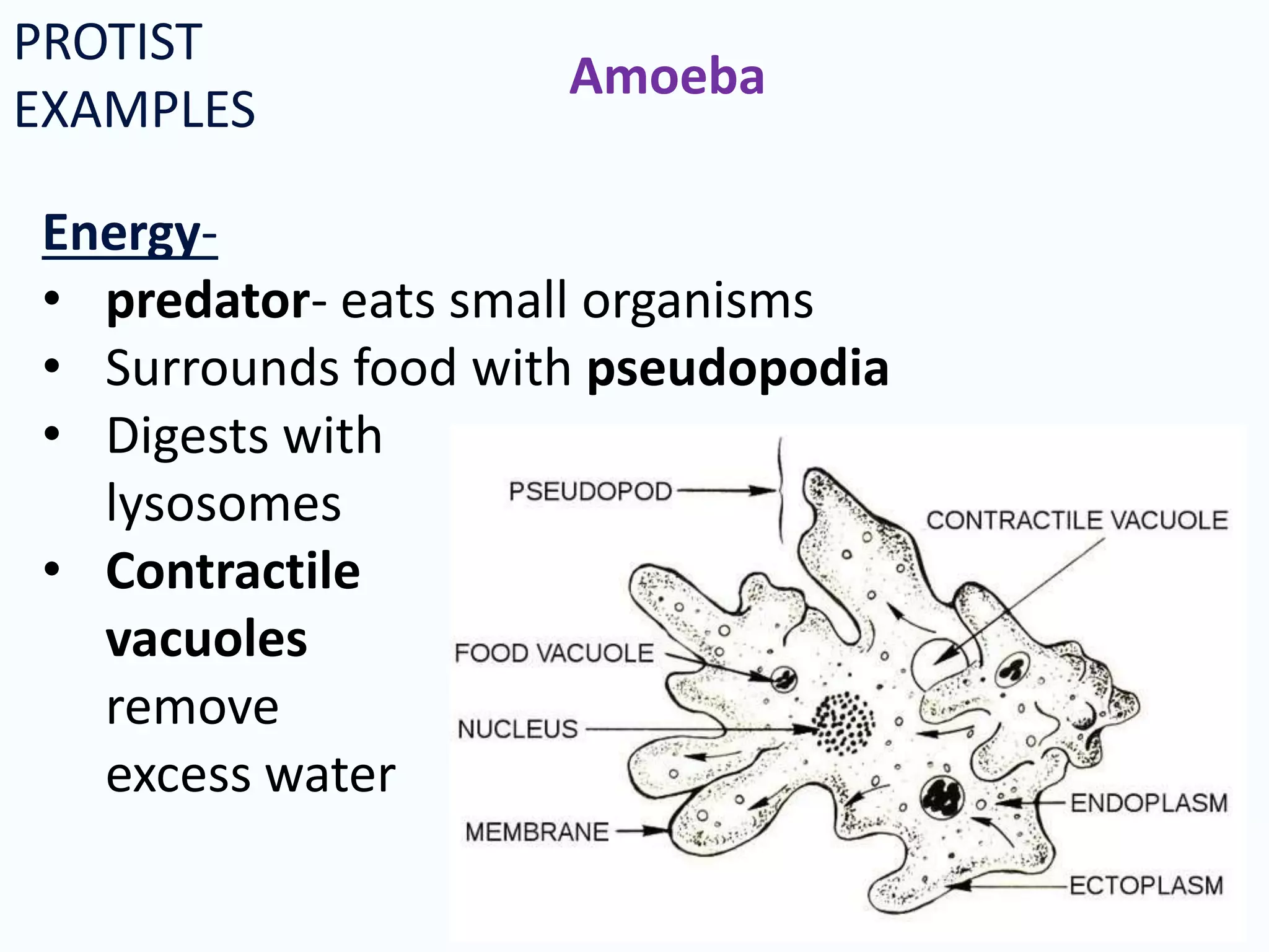 Classification Eukaryotes | PPTX