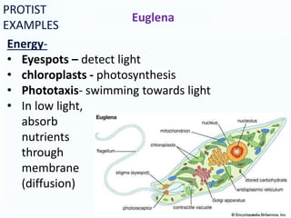 Classification Eukaryotes | PPTX