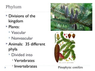 Classification notes | PPT