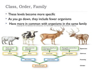 Classification notes | PPT