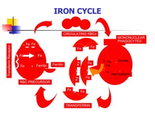 Classification Of Anaemia & Ida | PPT