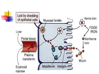Classification Of Anaemia & Ida | PPT