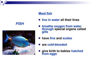 Classification Of Animals | PPT