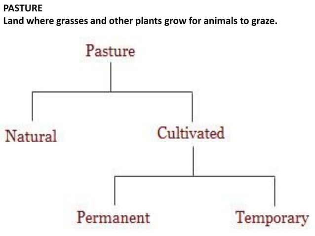 Classification-of-feedstuffs.pdf | Nutrition | Healthy Living