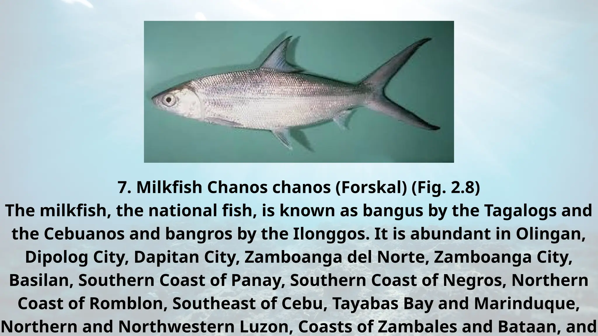 classification-of-fish-presentation2.pptx
