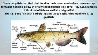 classification-of-fish-presentation2.pptx
