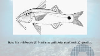 classification-of-fish-presentation2.pptx