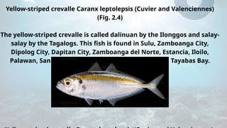 classification-of-fish-presentation2.pptx