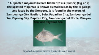 classification-of-fish-presentation2.pptx