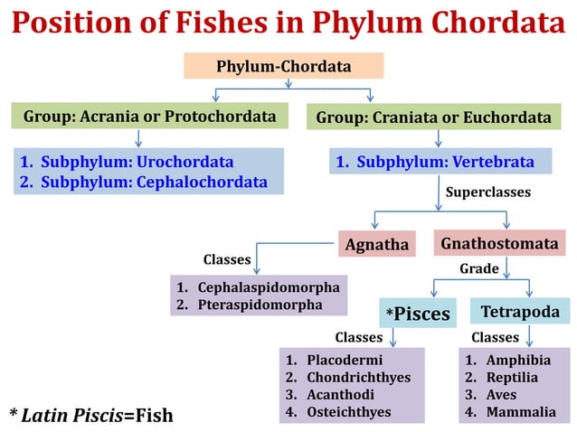 Classification-of-fishes.pdf