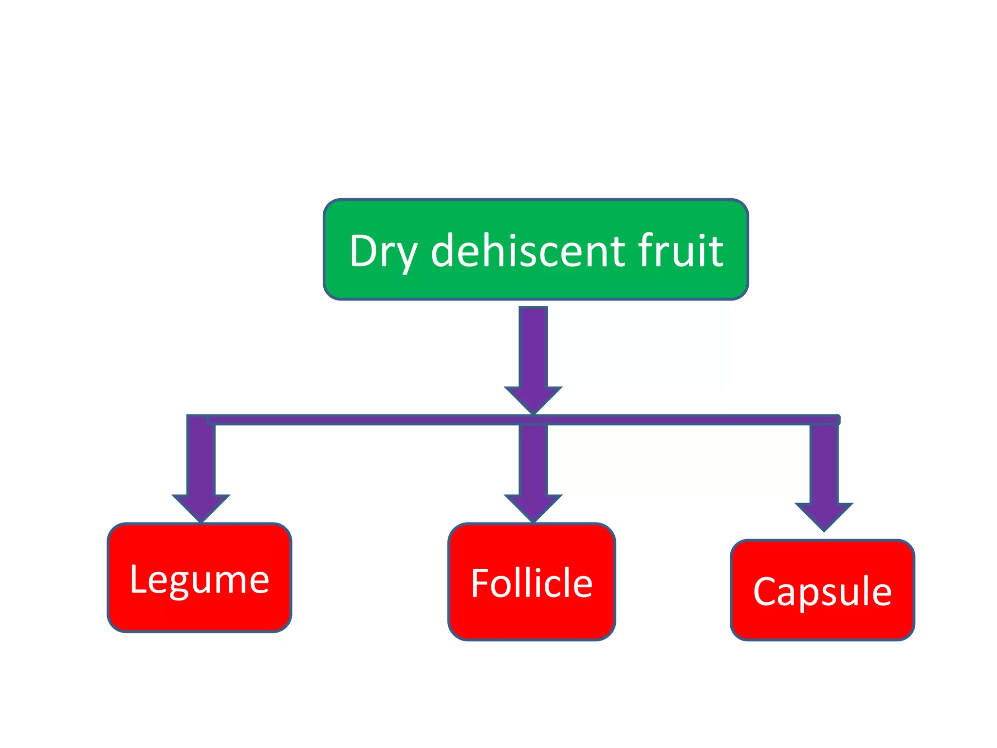 Classification of fruits | PPTX